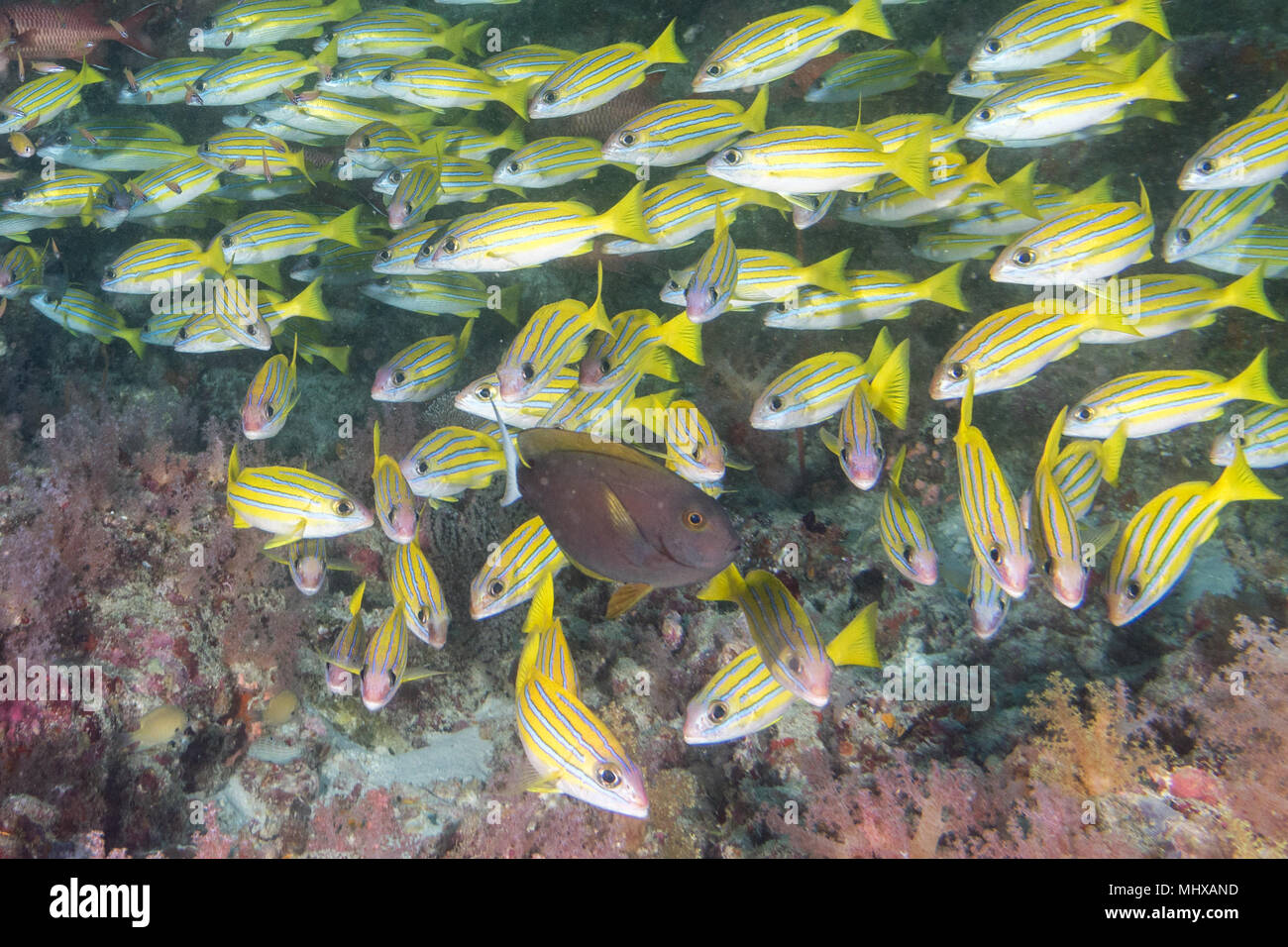 Sweet lips fish hi-res stock photography and images - Alamy