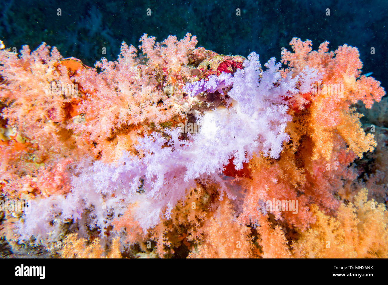 A pink soft coral in the black background Stock Photo - Alamy