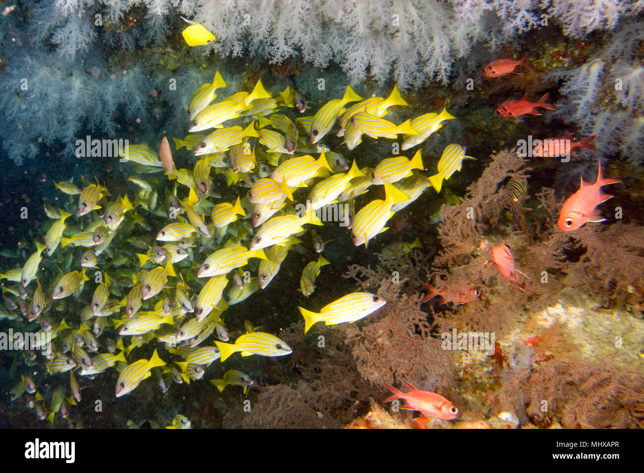 Yellow grouper hi-res stock photography and images - Alamy