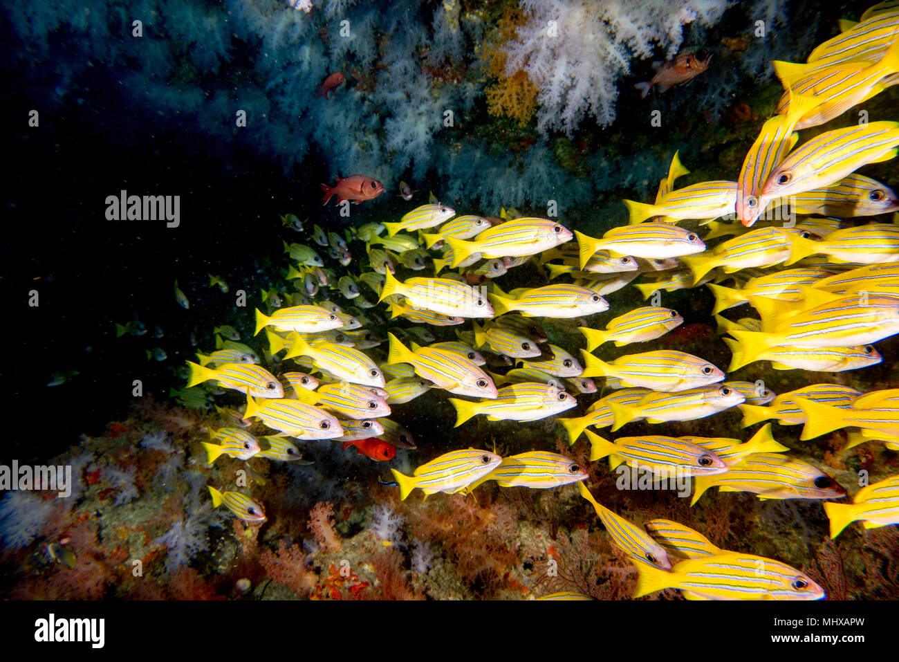Inside a school of yellow grouper fish close up in the deep blue sea in ...