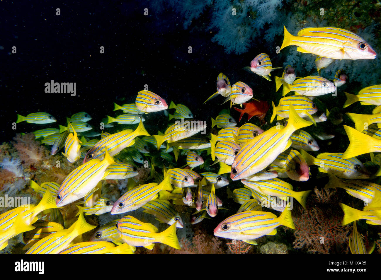 Sweet lips fish hi-res stock photography and images - Alamy