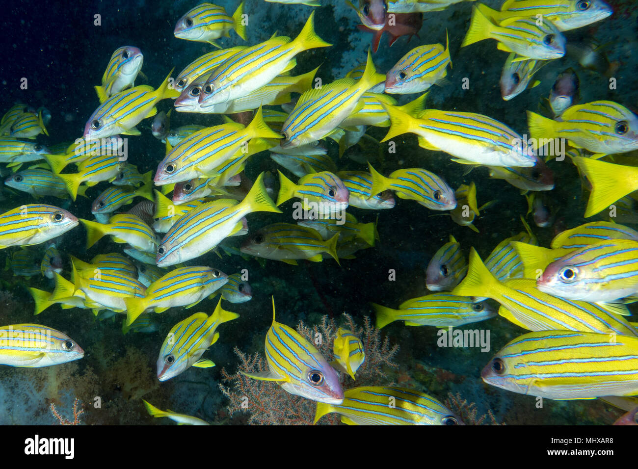 School of puffer fish hi-res stock photography and images - Alamy