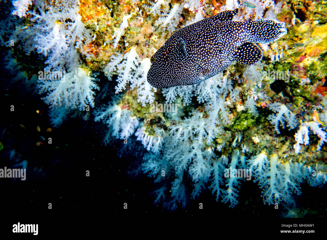 Maldives underwater view fish corals hi-res stock photography and ...