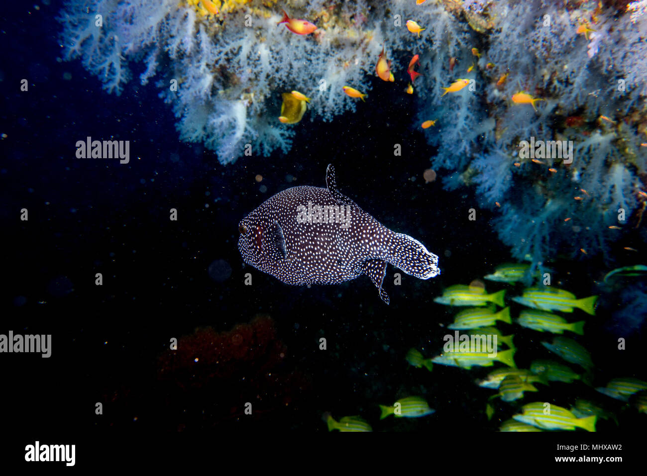 A puffer fish close up portrait Stock Photo - Alamy