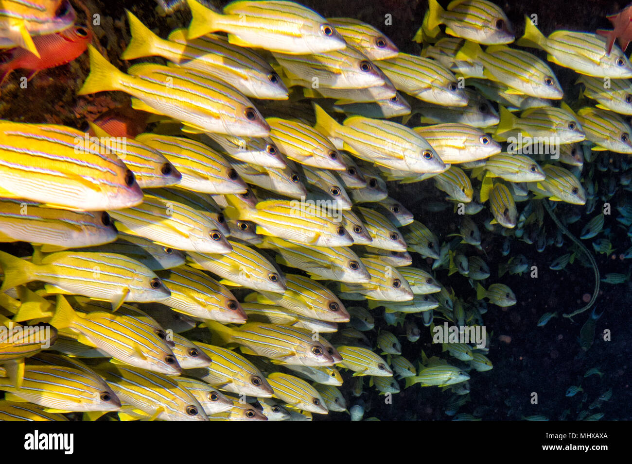 School of puffer fish hi-res stock photography and images - Alamy