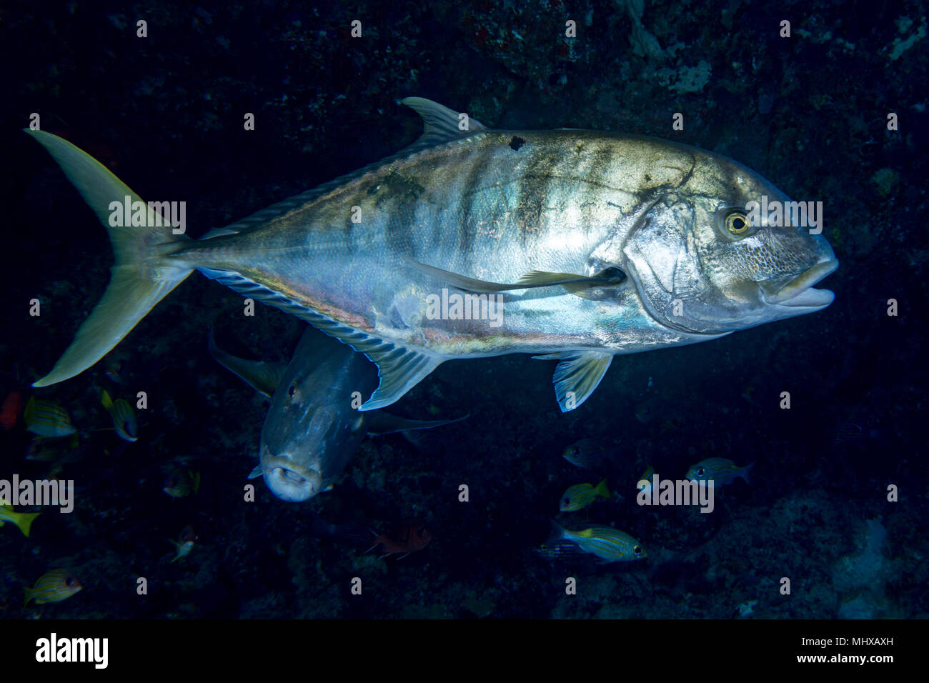 Giant trevally caranx fish on the black night dive background Stock ...