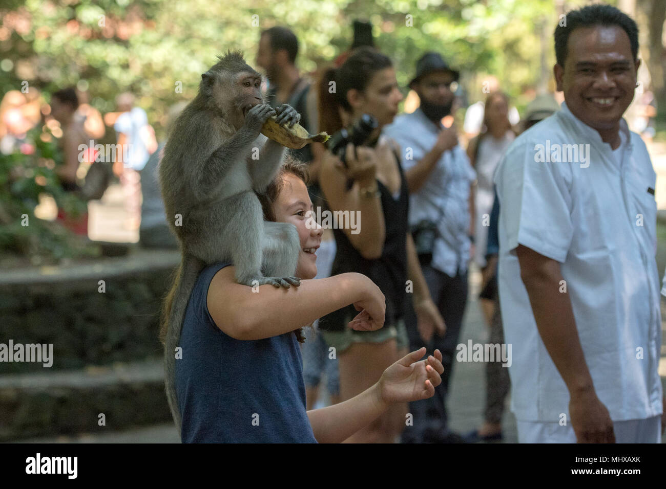UBUD, INDONESIA - AUGUST 16, 2016 -tourist are giving food and try to ...