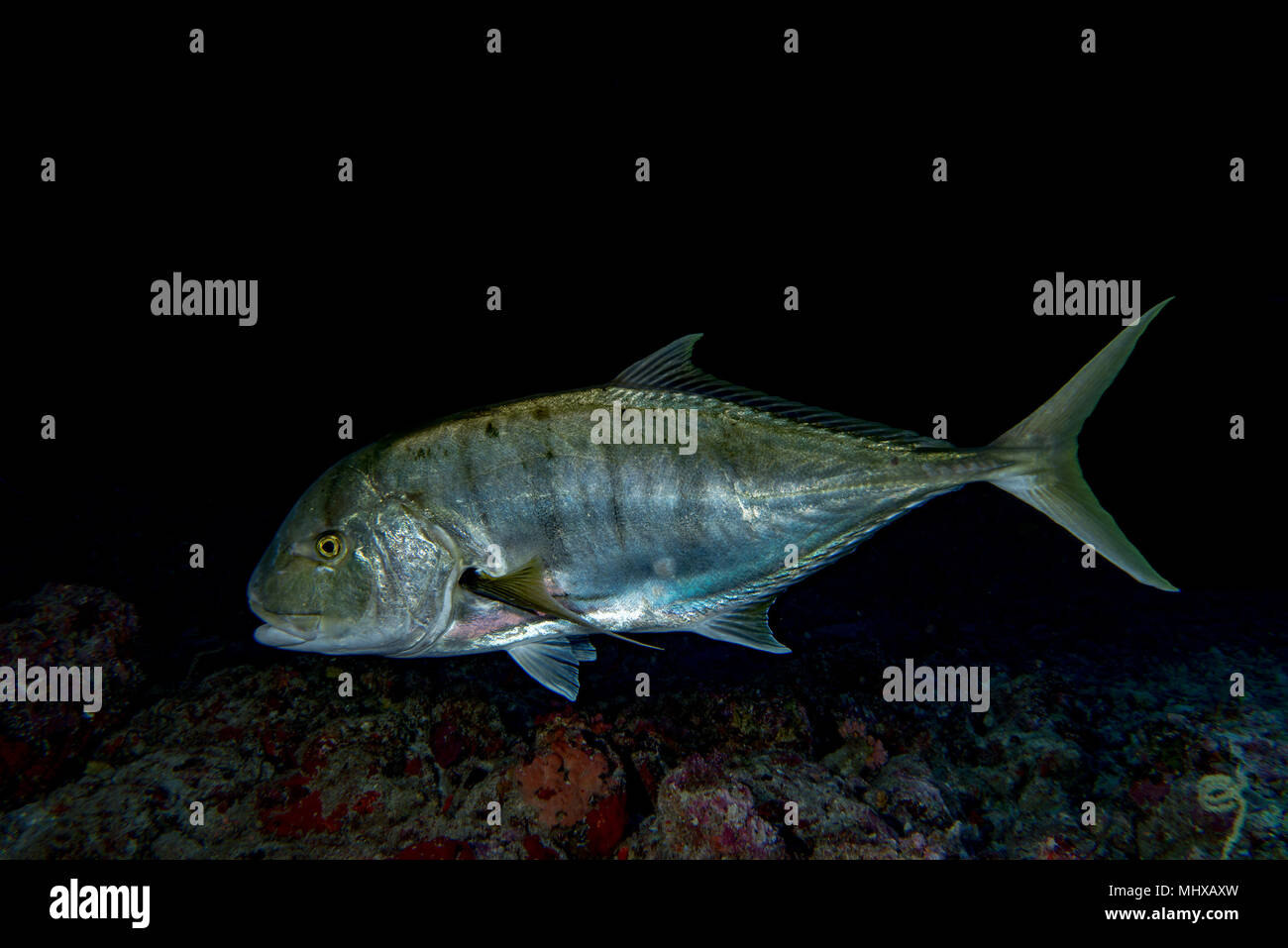 Giant trevally caranx fish on the black night dive background Stock ...