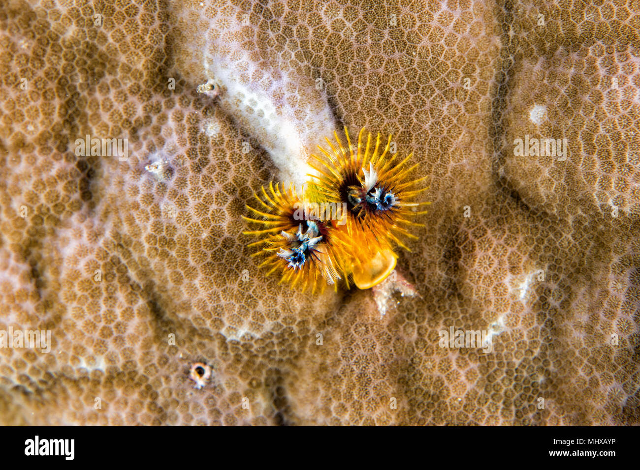 christmas tree worm on hard coral while diving indonesia Stock Photo ...