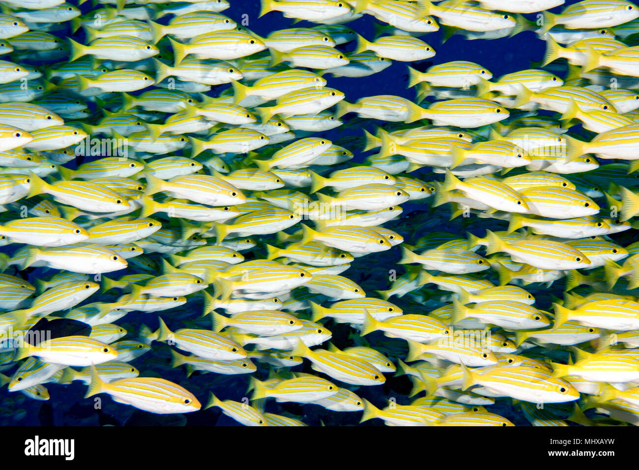 Inside a school of yellow grouper fish close up in the deep blue sea in ...