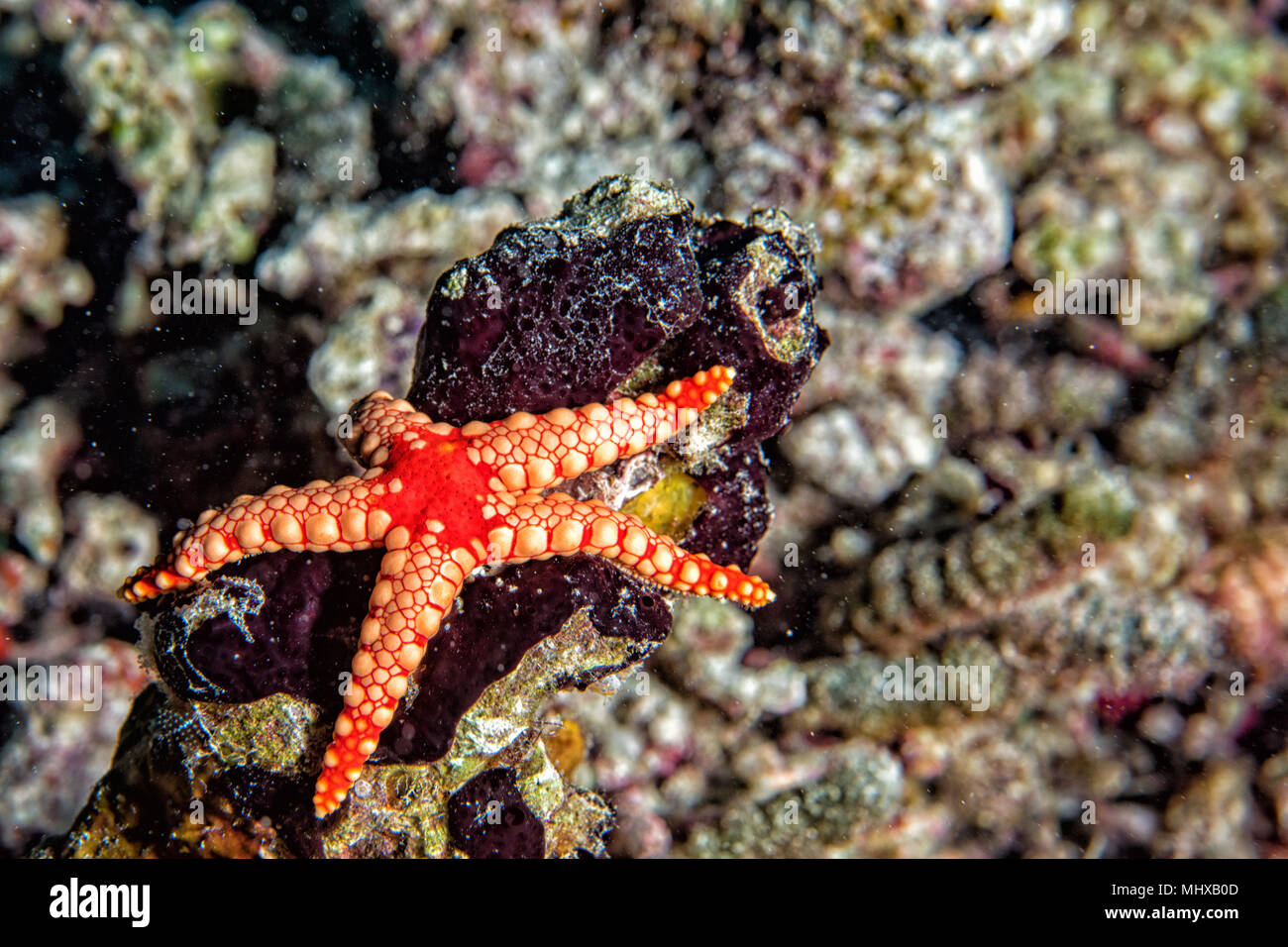 Hanging reef hi-res stock photography and images - Alamy