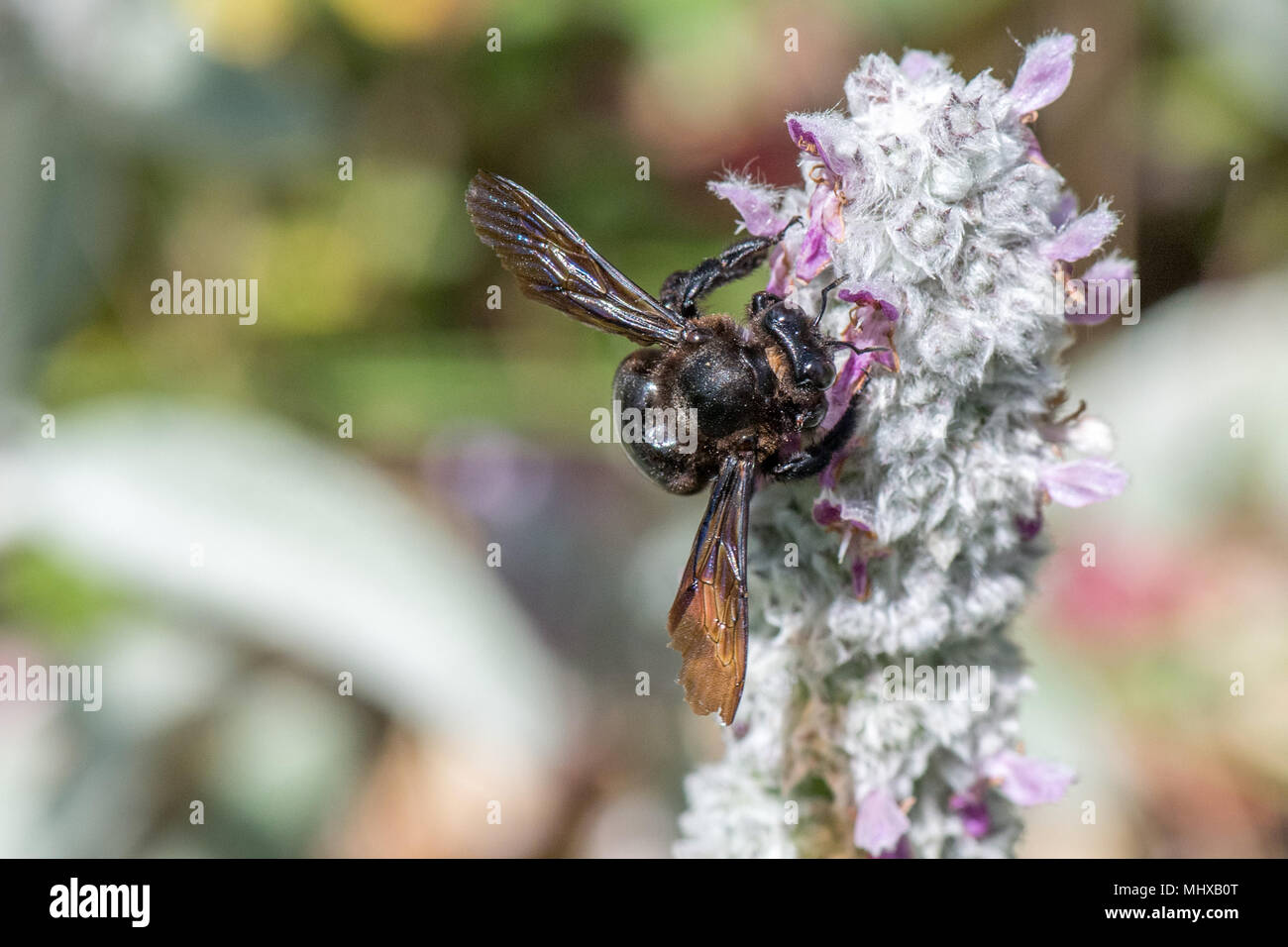 black hornet bee while sucking pollen from stachys rabbit ear flower ...