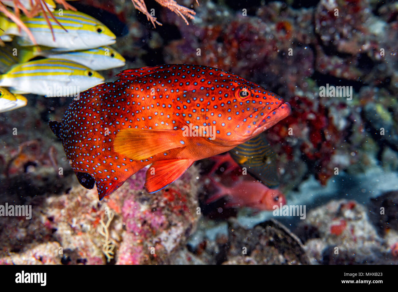 Oceanic colorful red grouper on the reef background Stock Photo - Alamy