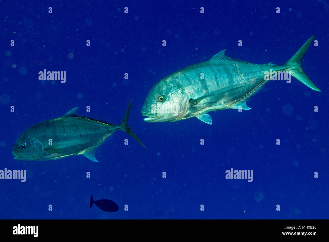 red snapper fish while coming to you in blue ocean of maldives Stock ...