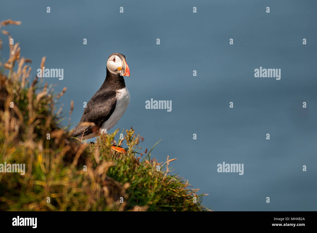 Puffin portrait near the nest in Mykines Faer Far Oer island looking at ...