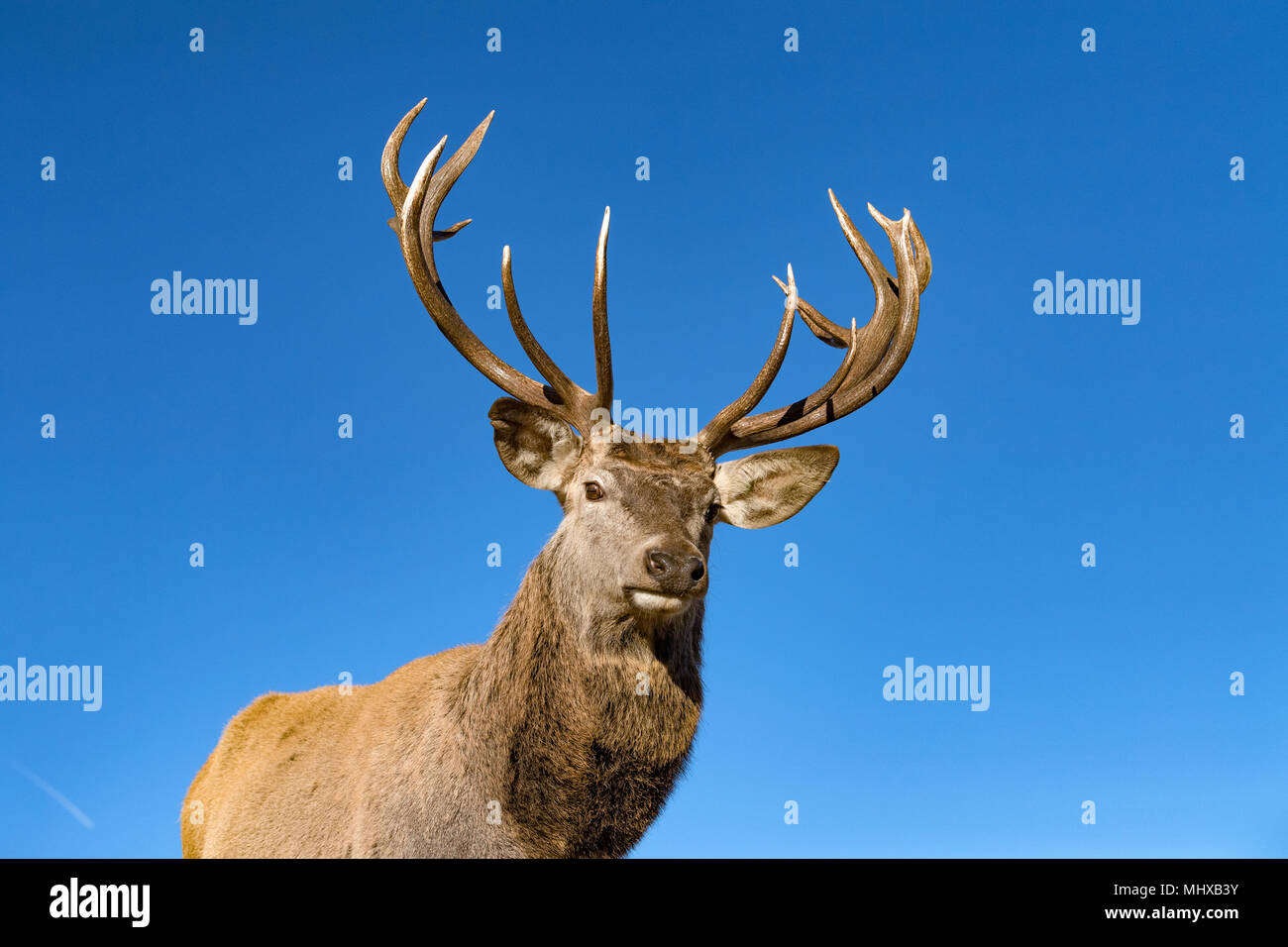 male red Deer portrait looking at you close up portrait Stock Photo - Alamy
