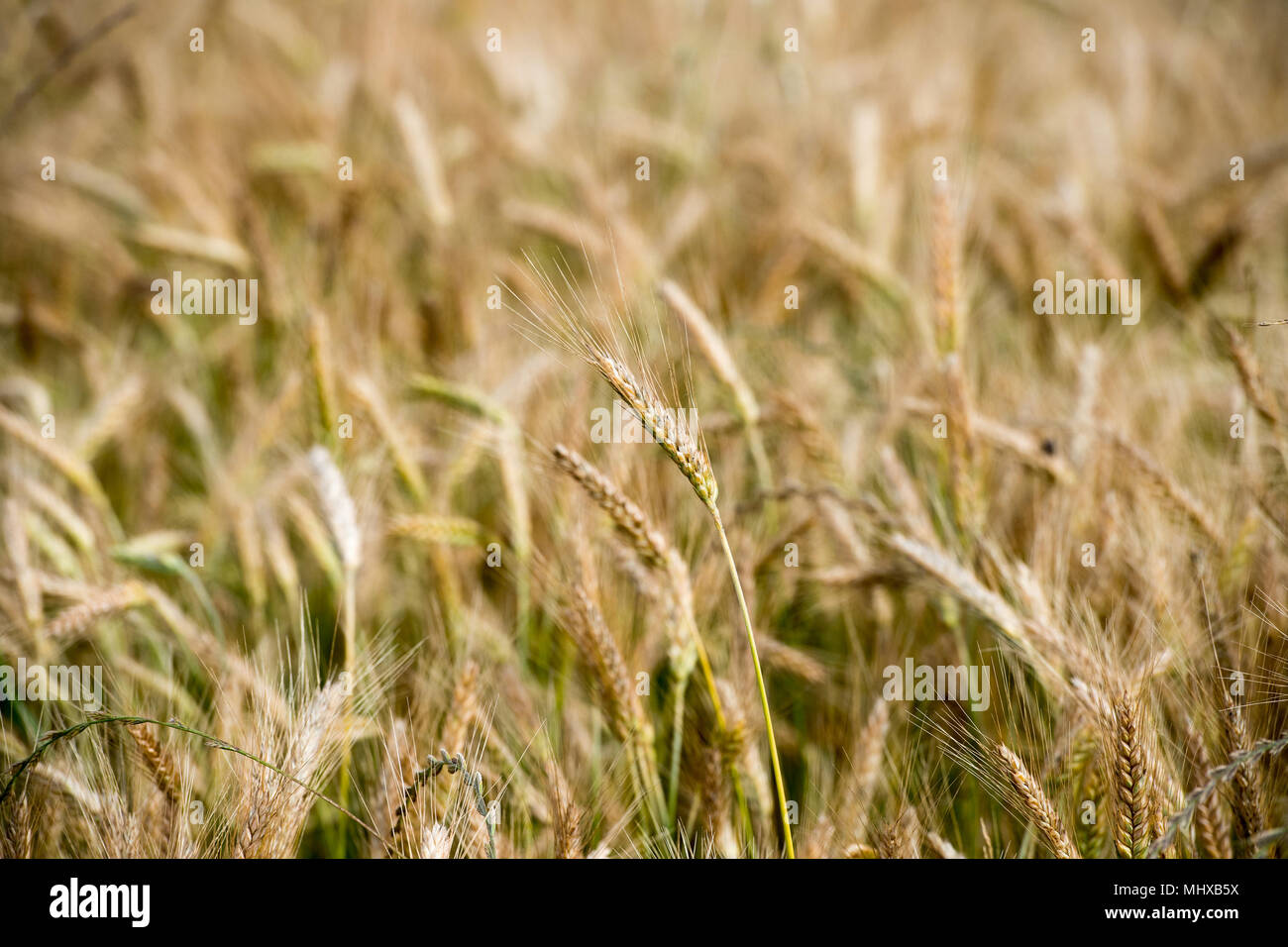 Mature Grain wheat field in summer time close up detail Stock Photo - Alamy