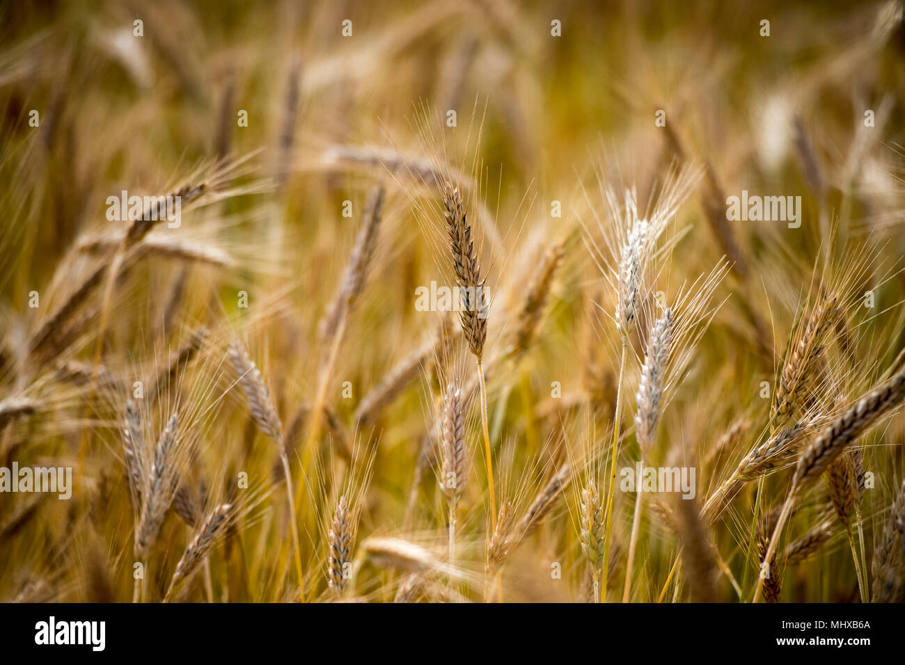 Mature Grain wheat field in summer time close up detail Stock Photo - Alamy