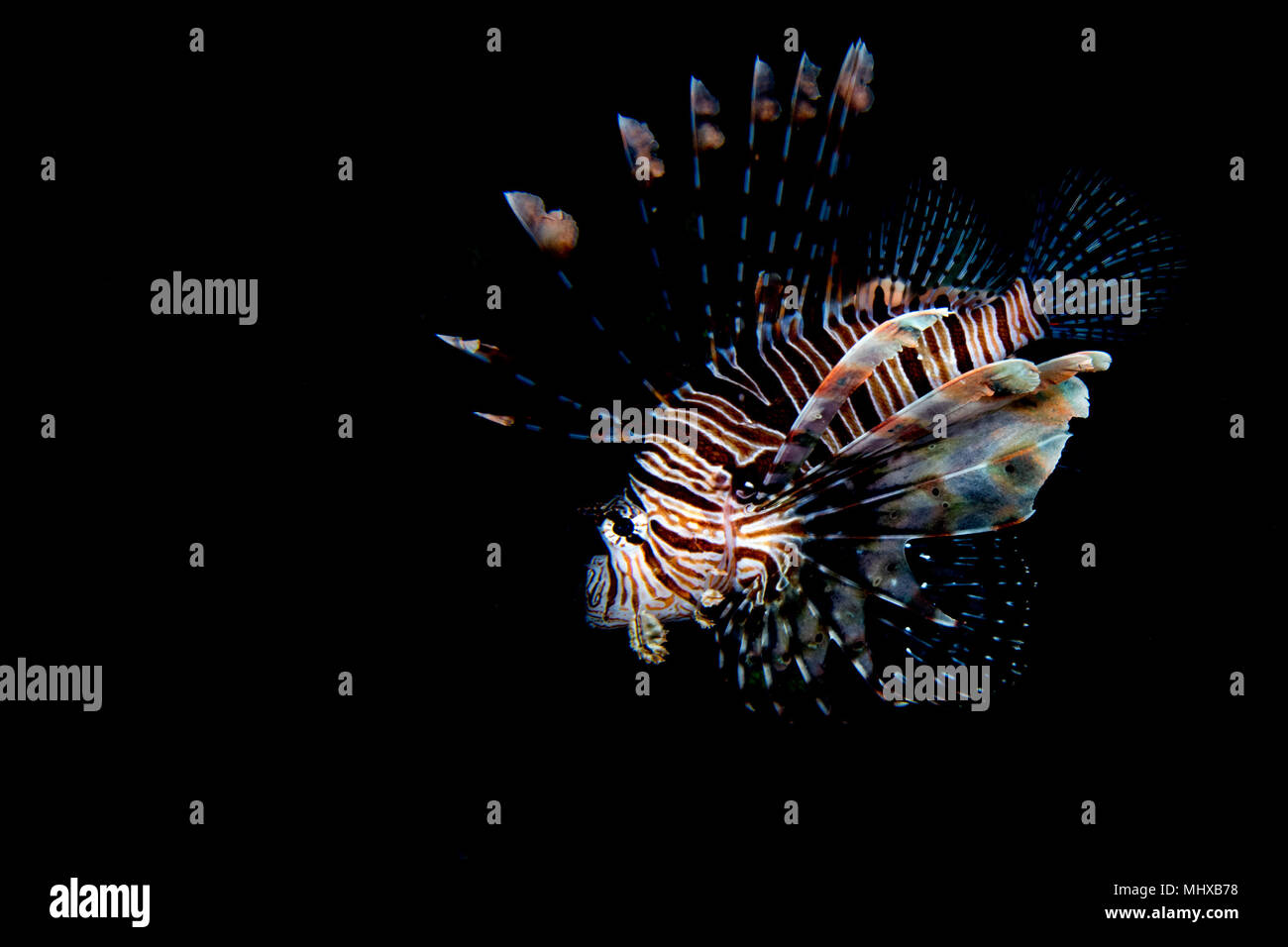 Scorpion Lion fish underwater portrait Stock Photo - Alamy