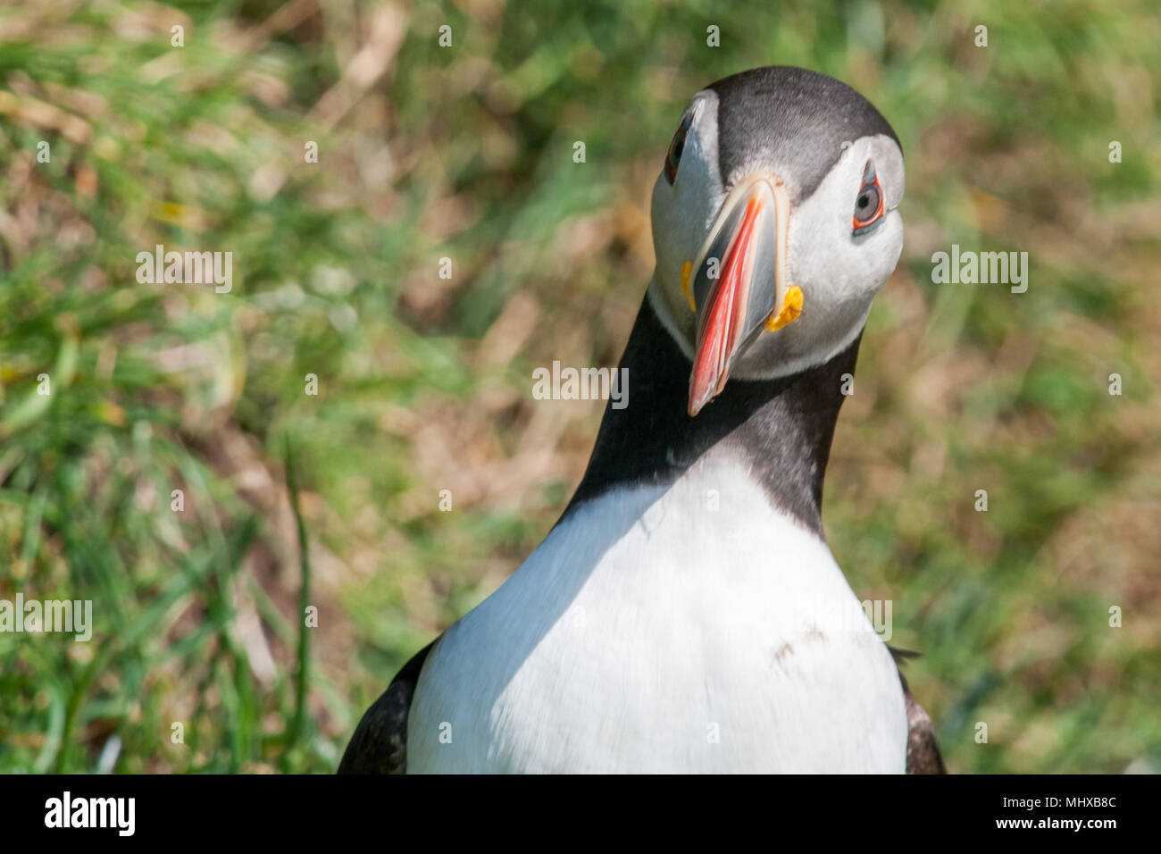 Puffin portrait near the nest in Mykines Faer far Oer island Stock ...