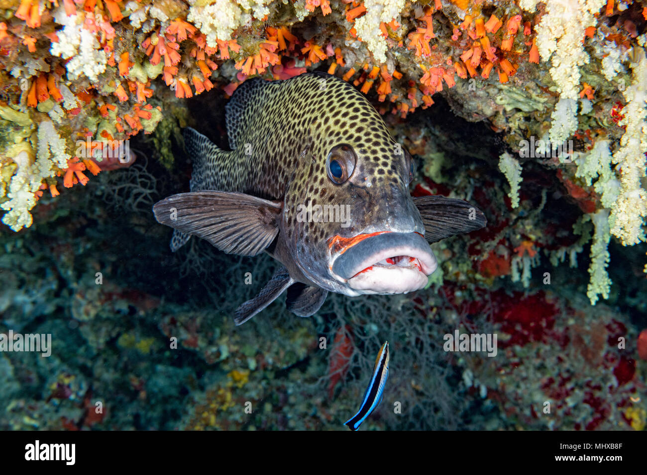 yellow Snapper Lutjanidae with cleaner fish Stock Photo - Alamy