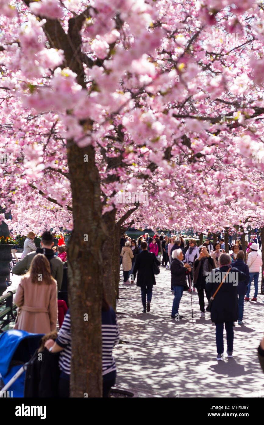 Stockholm / Sweden - May 2 2018: Cherry blossom trees in ...