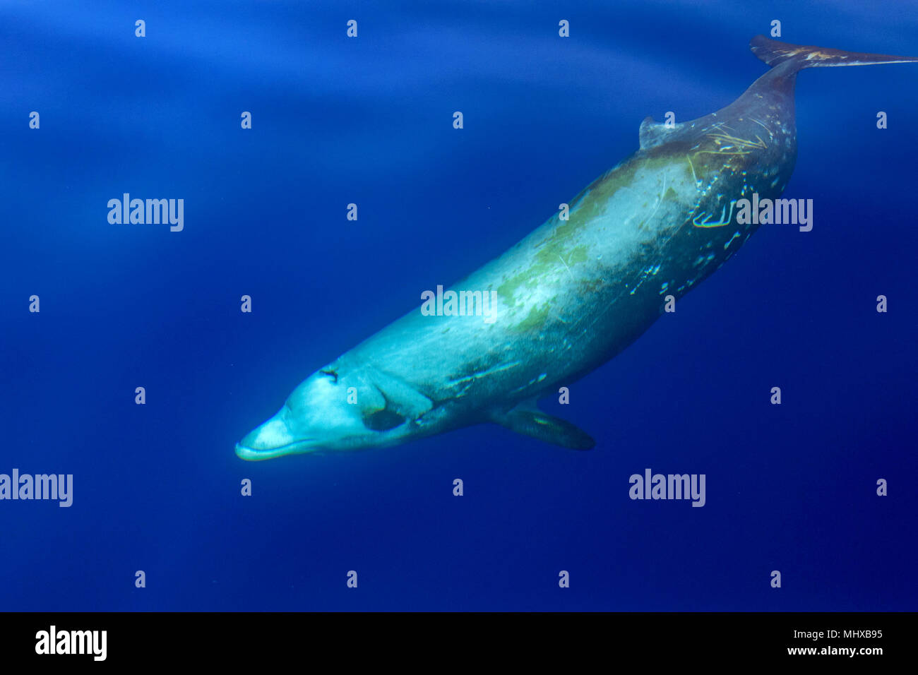 Beaked whale hi-res stock photography and images - Alamy