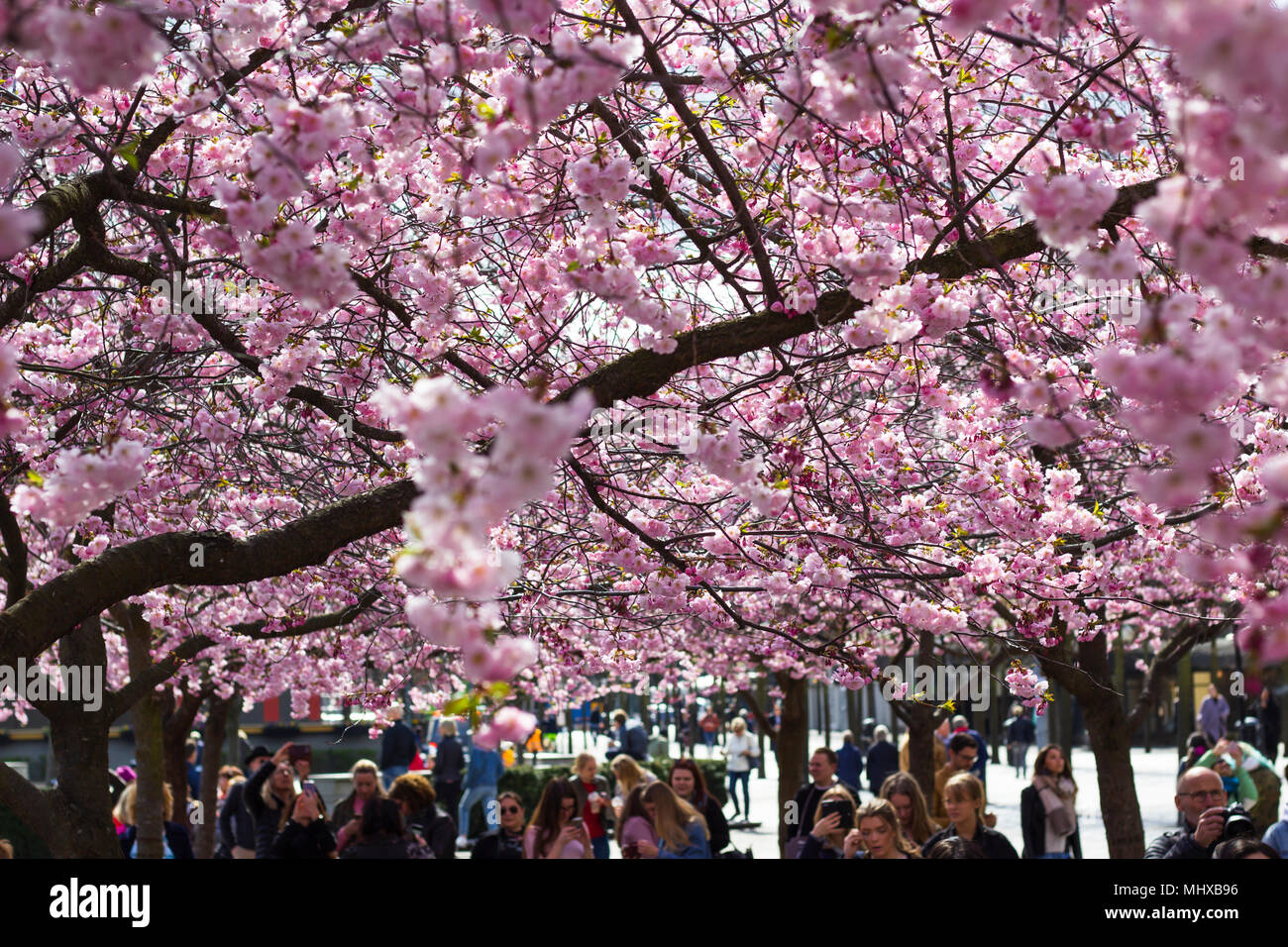 Stockholm / Sweden - May 2 2018: Cherry blossom trees in ...
