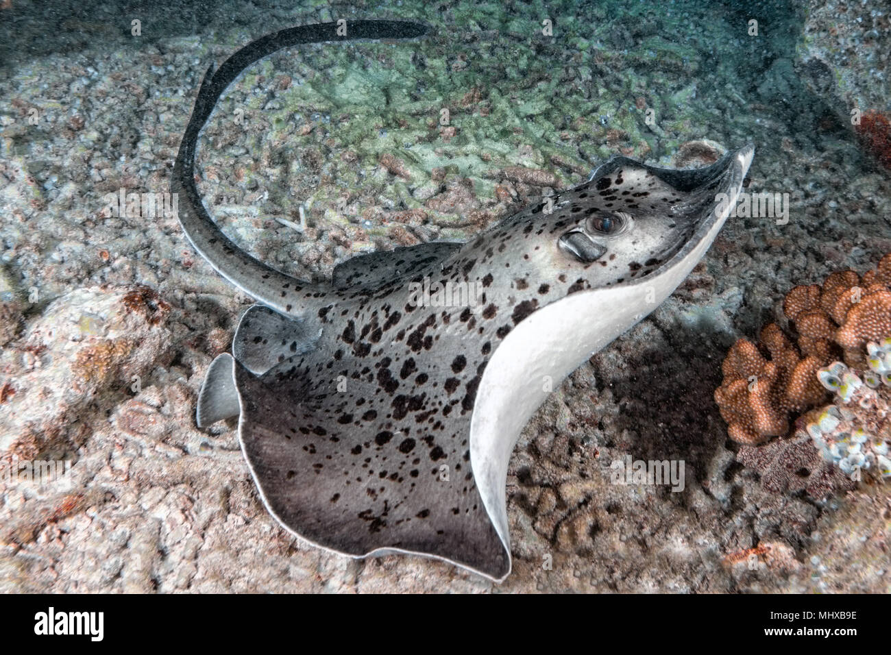 parsnip stingray fish on sand underwater while eating and digging sand ...
