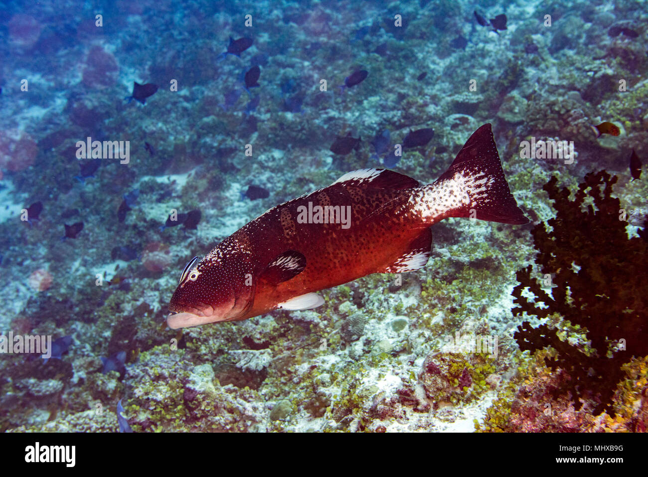 isolated red oceanic grouper while diving maldives Stock Photo - Alamy
