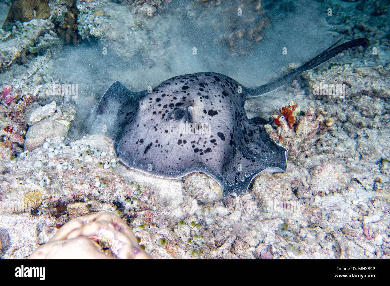 parsnip stingray fish on sand underwater while eating and digging sand ...