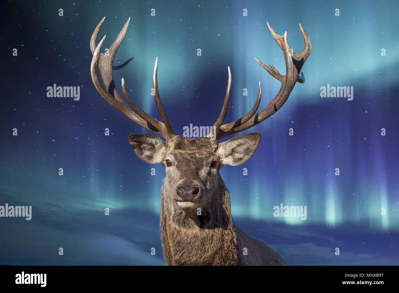 Red Deer Wallpaper
