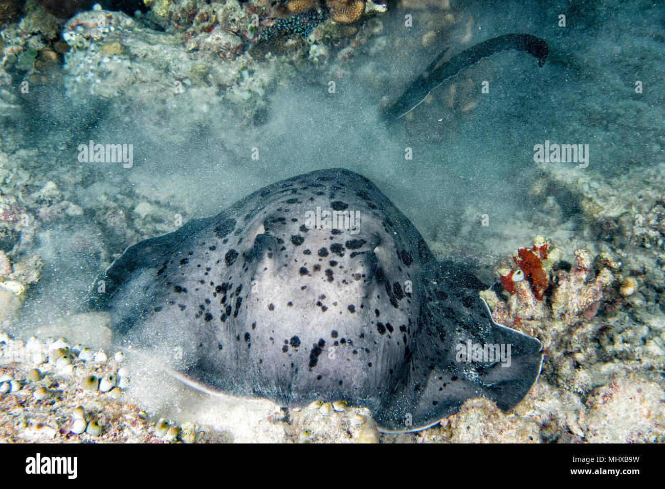 Stingray Eating High Resolution Stock Photography and Images - Alamy