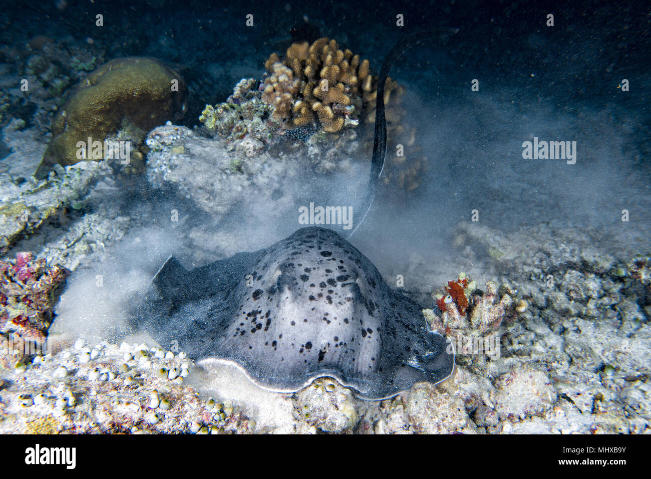 Stingray Eating High Resolution Stock Photography and Images - Alamy