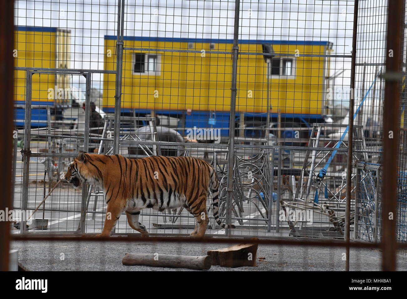 Circus tiger in metal cage looking at you Stock Photo - Alamy