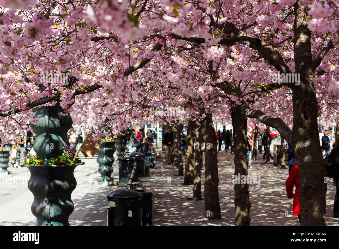 Stockholm / Sweden - May 2 2018: Cherry blossom trees in ...