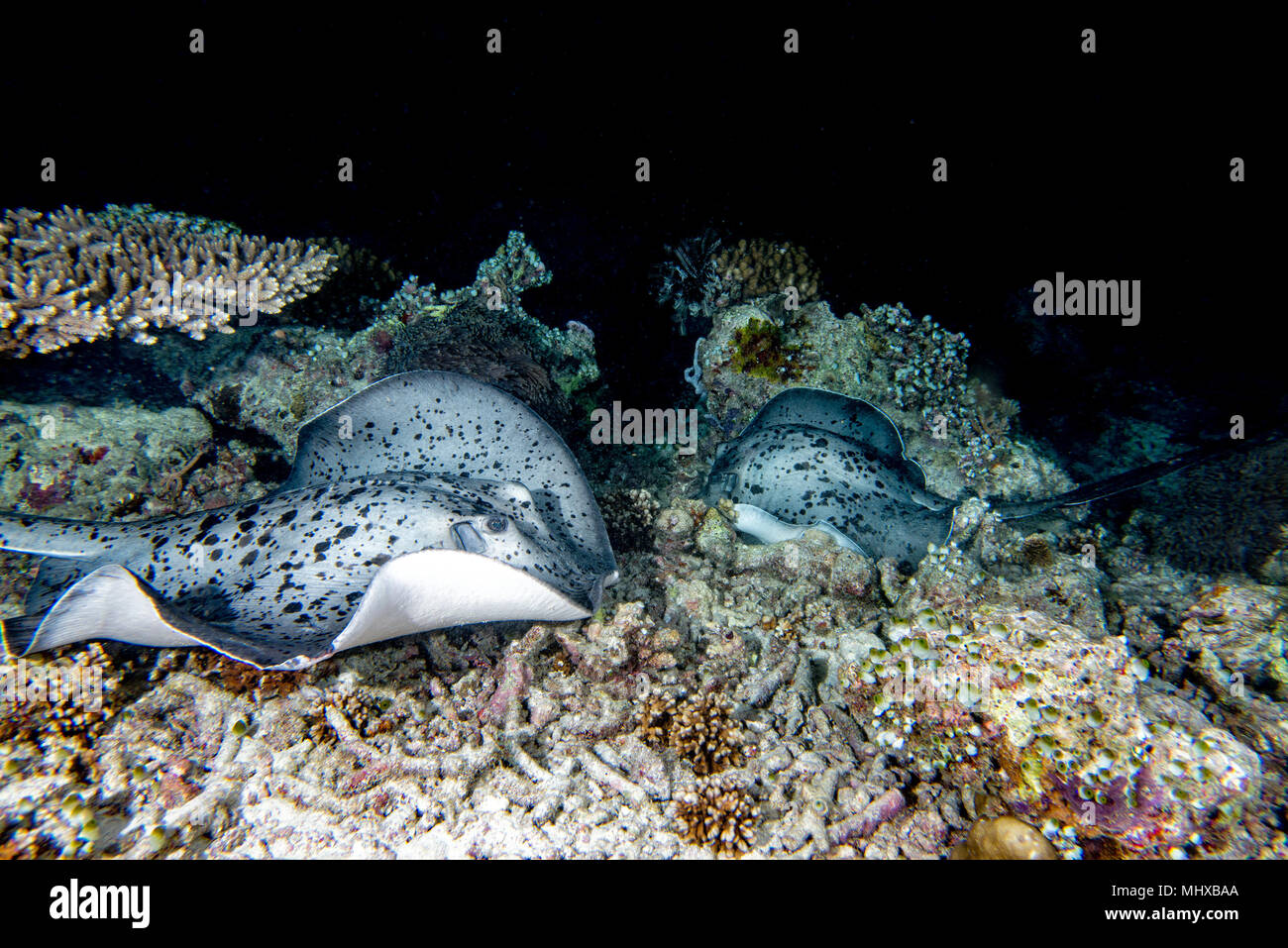 Stingray Eating High Resolution Stock Photography and Images - Alamy