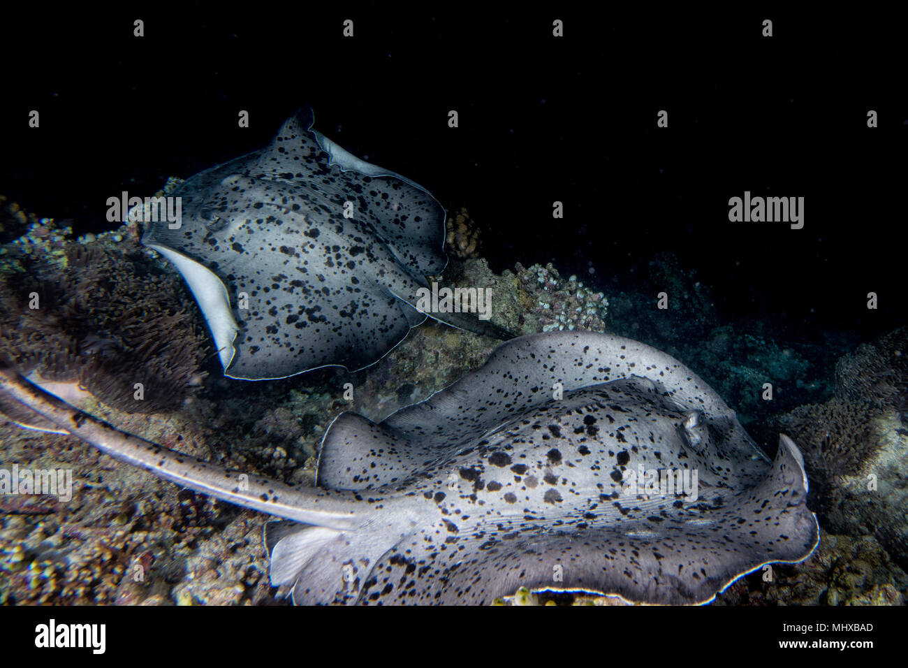 Stingray Eating High Resolution Stock Photography and Images - Alamy