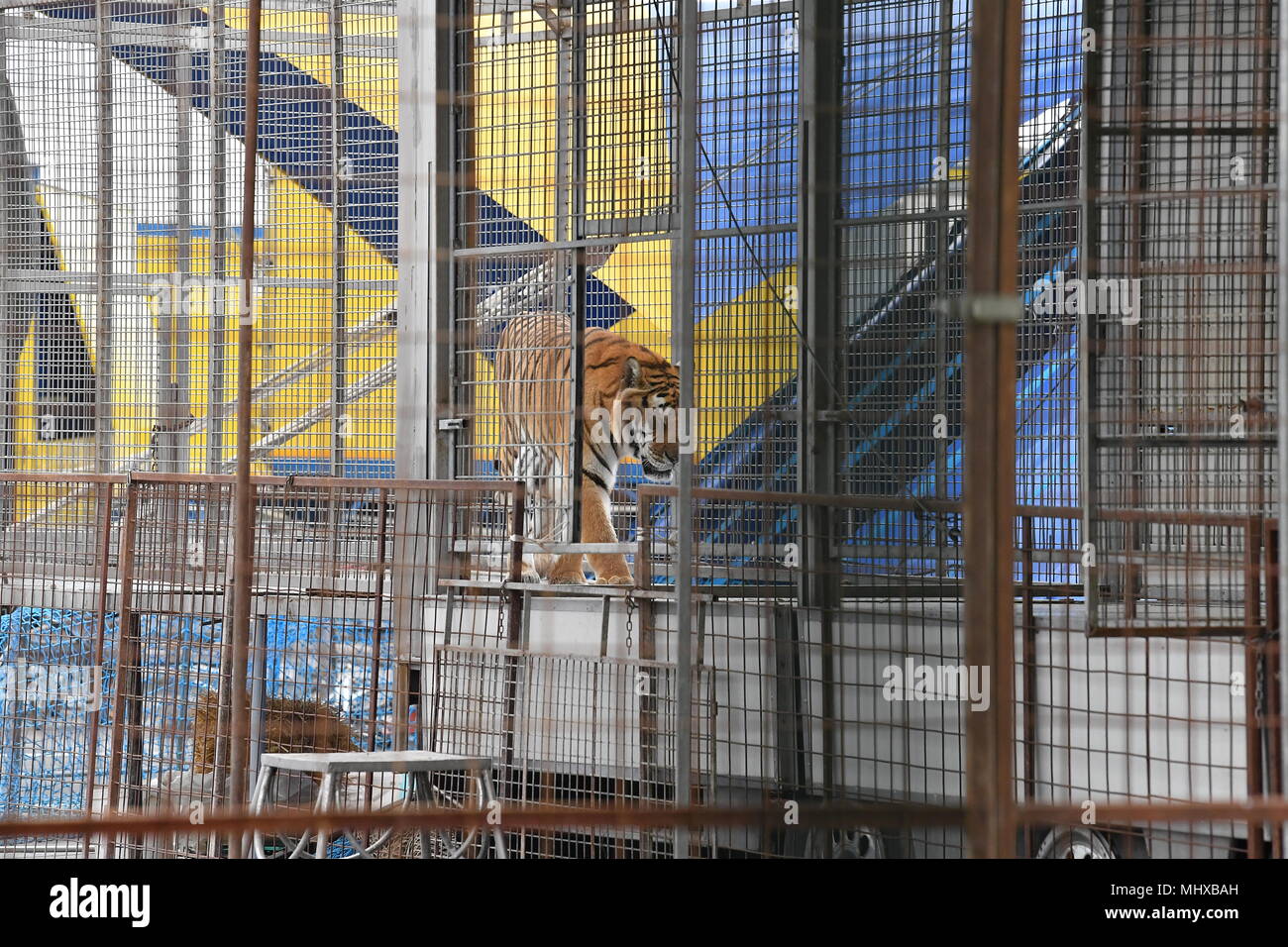 Circus tiger in metal cage looking at you Stock Photo - Alamy