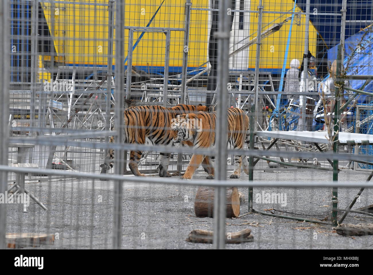 Circus tiger in metal cage looking at you Stock Photo - Alamy