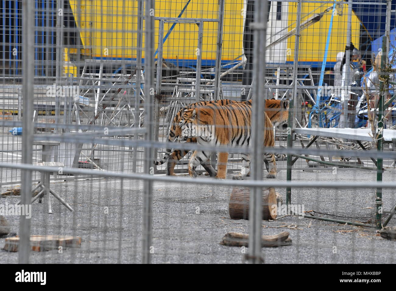 Circus tiger in metal cage looking at you Stock Photo - Alamy