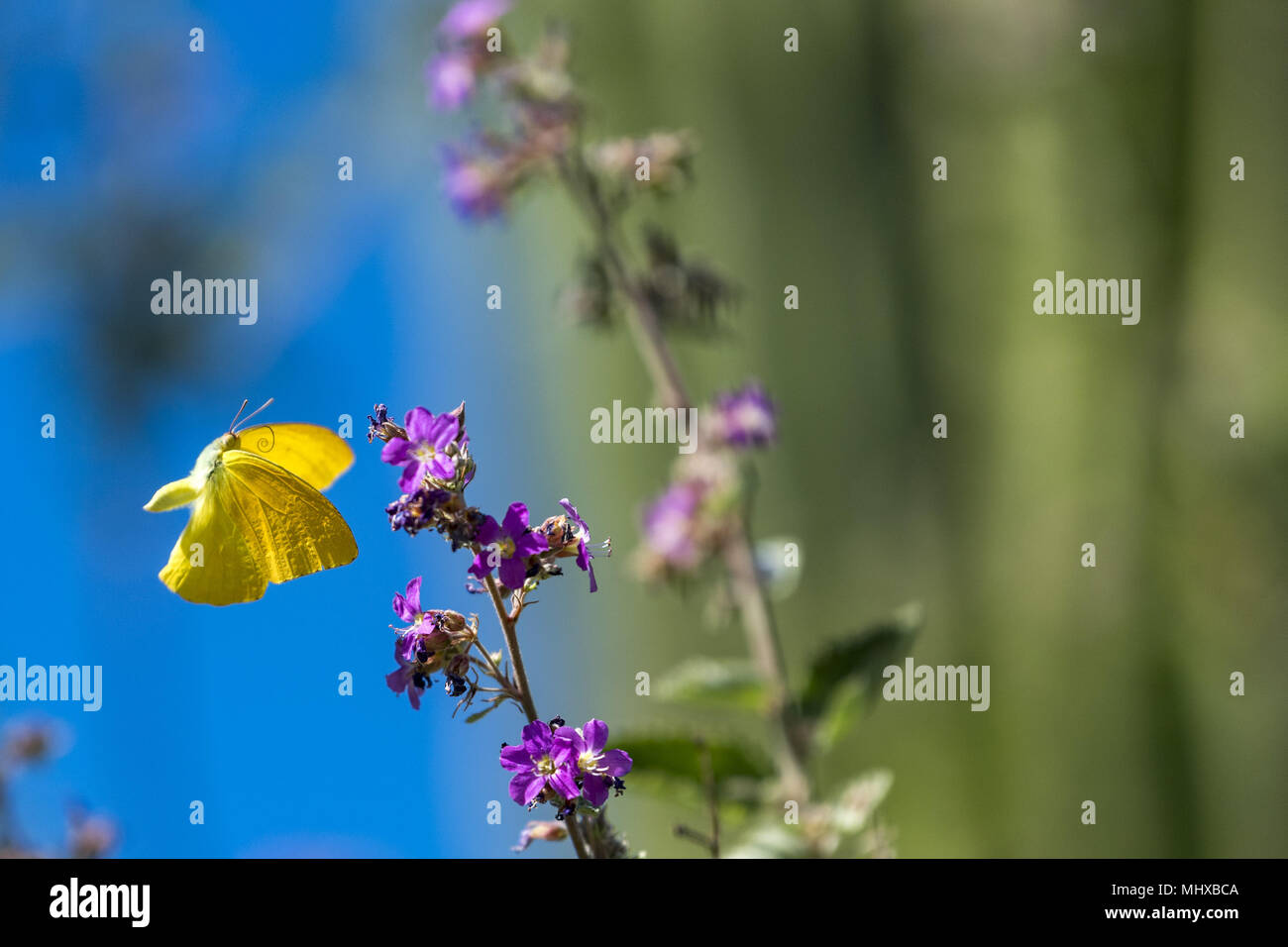 yellow butterfly in baja california desert cactus Stock Photo - Alamy