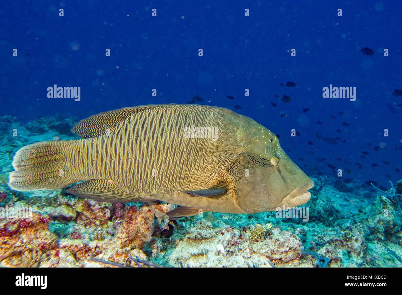 napoleon fish in the blue background Stock Photo - Alamy
