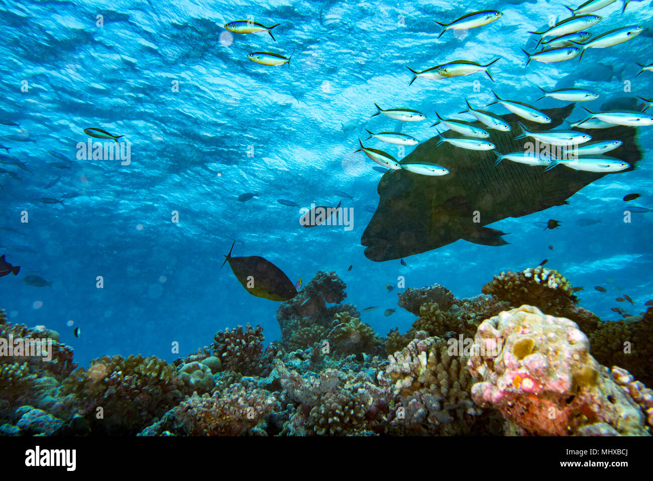 napoleon fish in the blue reef background while coming to you Stock ...