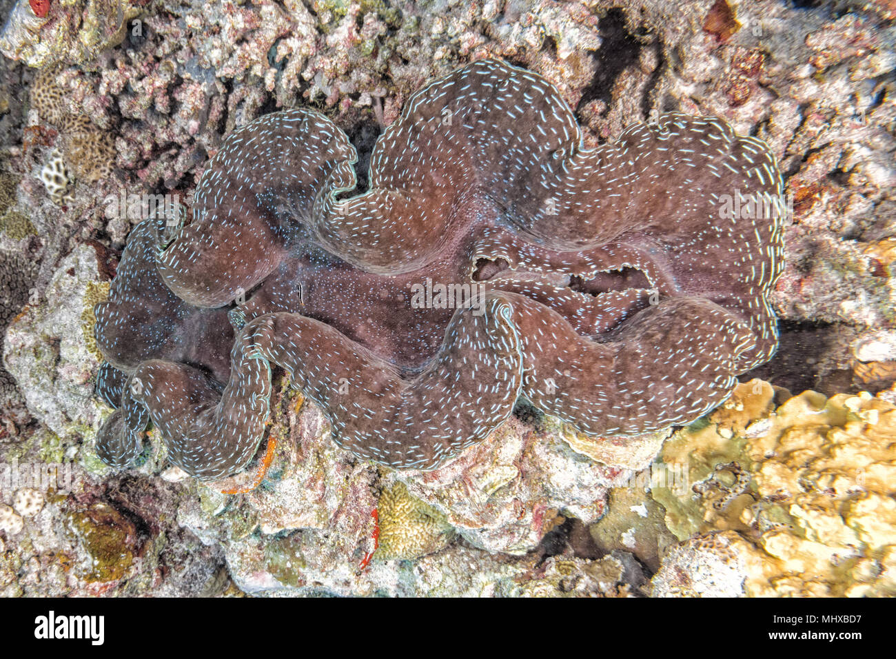 Giant clam scuba diving diver hi-res stock photography and images - Alamy