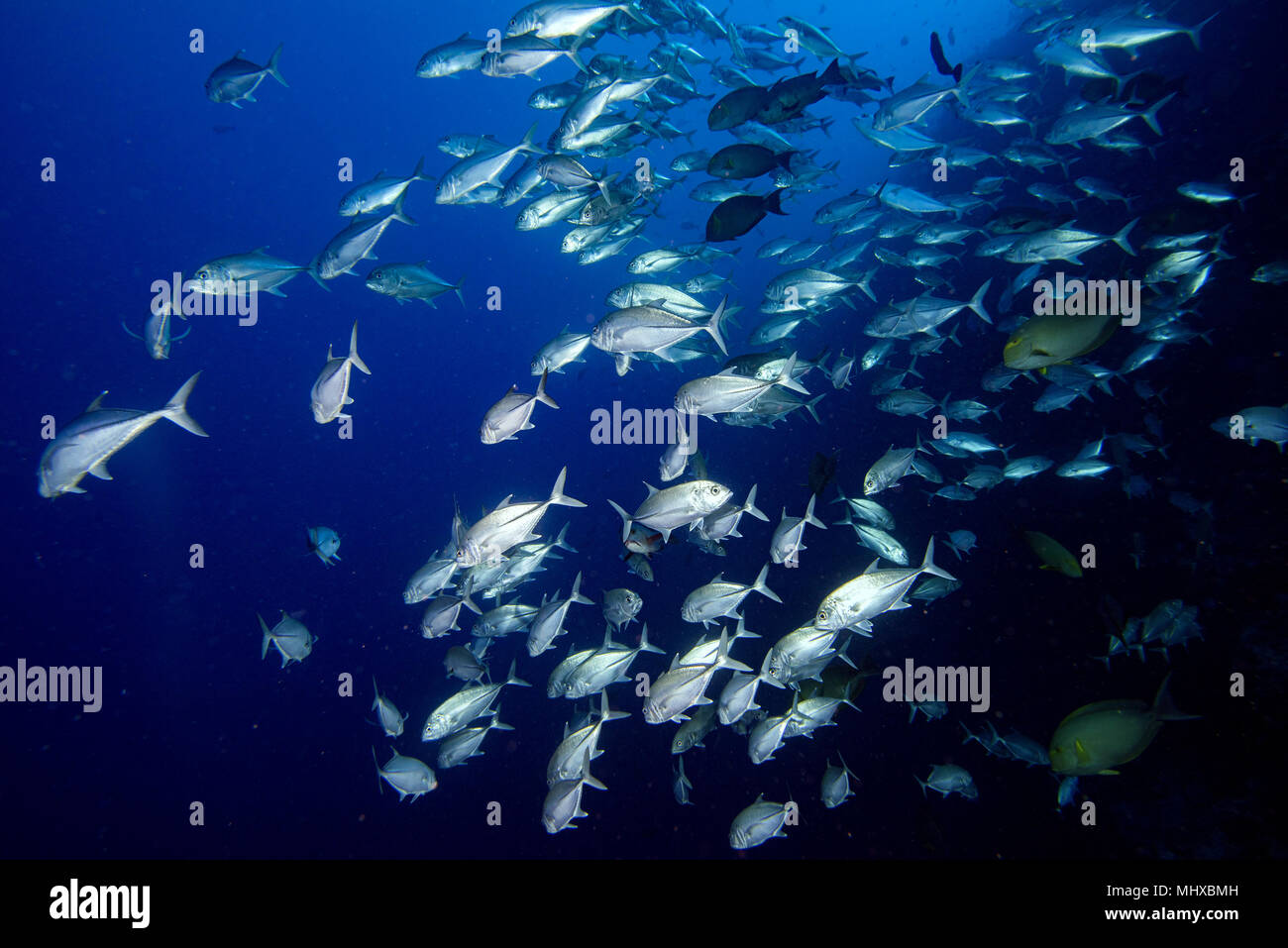 Giant trevally caranx fish on the deeep blue ocean background Stock ...