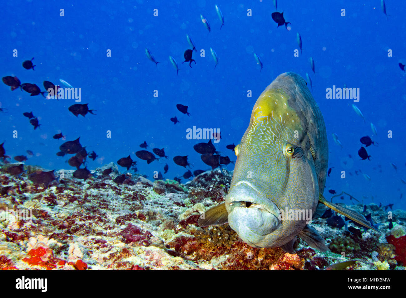 napoleon fish in the blue reef background while coming to you Stock ...