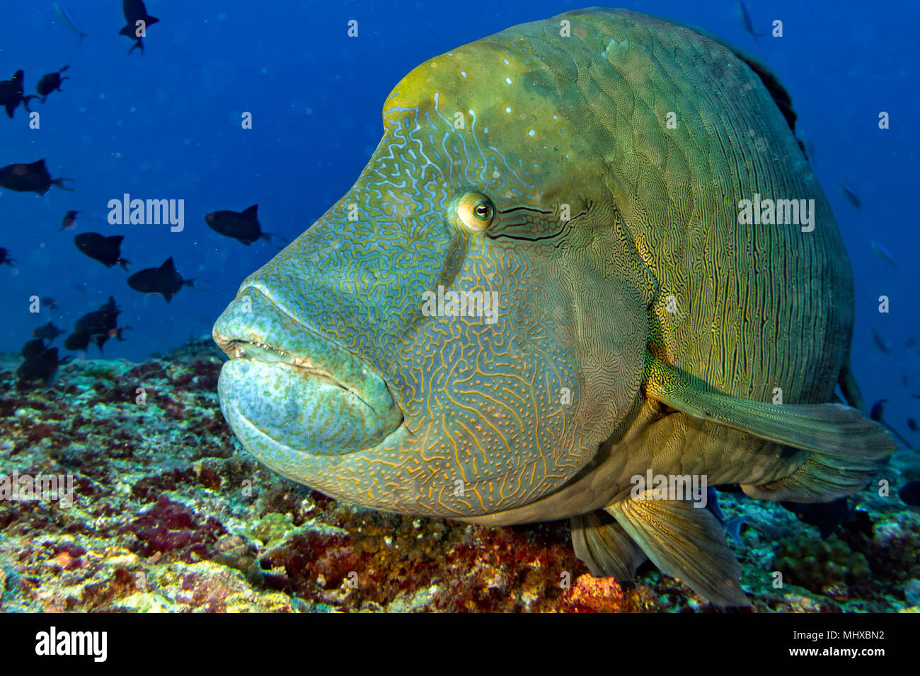Napoleon wrasse maldives hi-res stock photography and images - Alamy