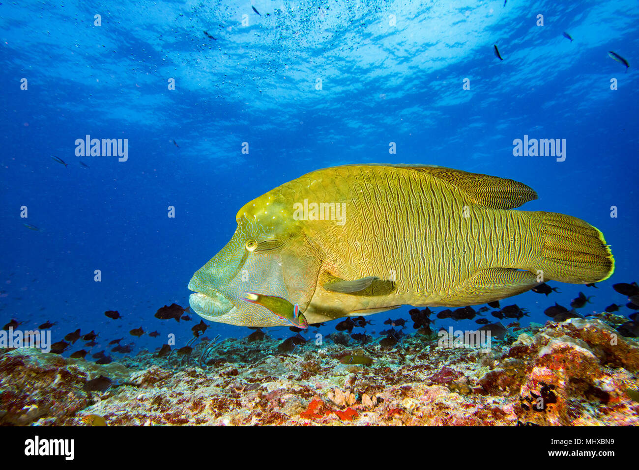 napoleon fish in the blue reef background while coming to you Stock ...