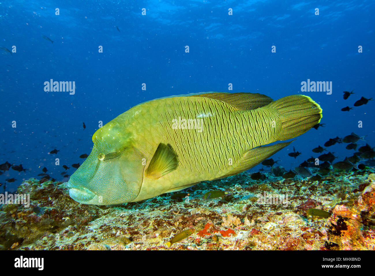 napoleon fish in the blue background Stock Photo - Alamy